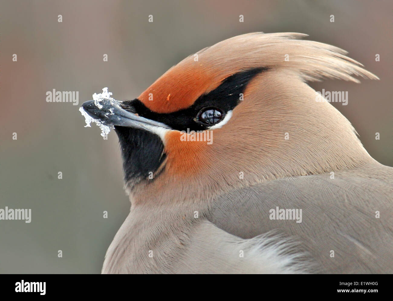 Bohemian Waxwing, Bombycilla garrulus, portrait, in Saskatchewan ...