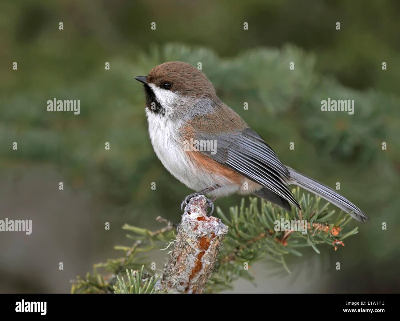 Spruce lake saskatchewan hi-res stock photography and images - Alamy