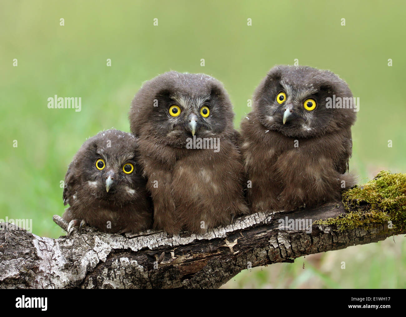 A boreal owl hi-res stock photography and images - Alamy