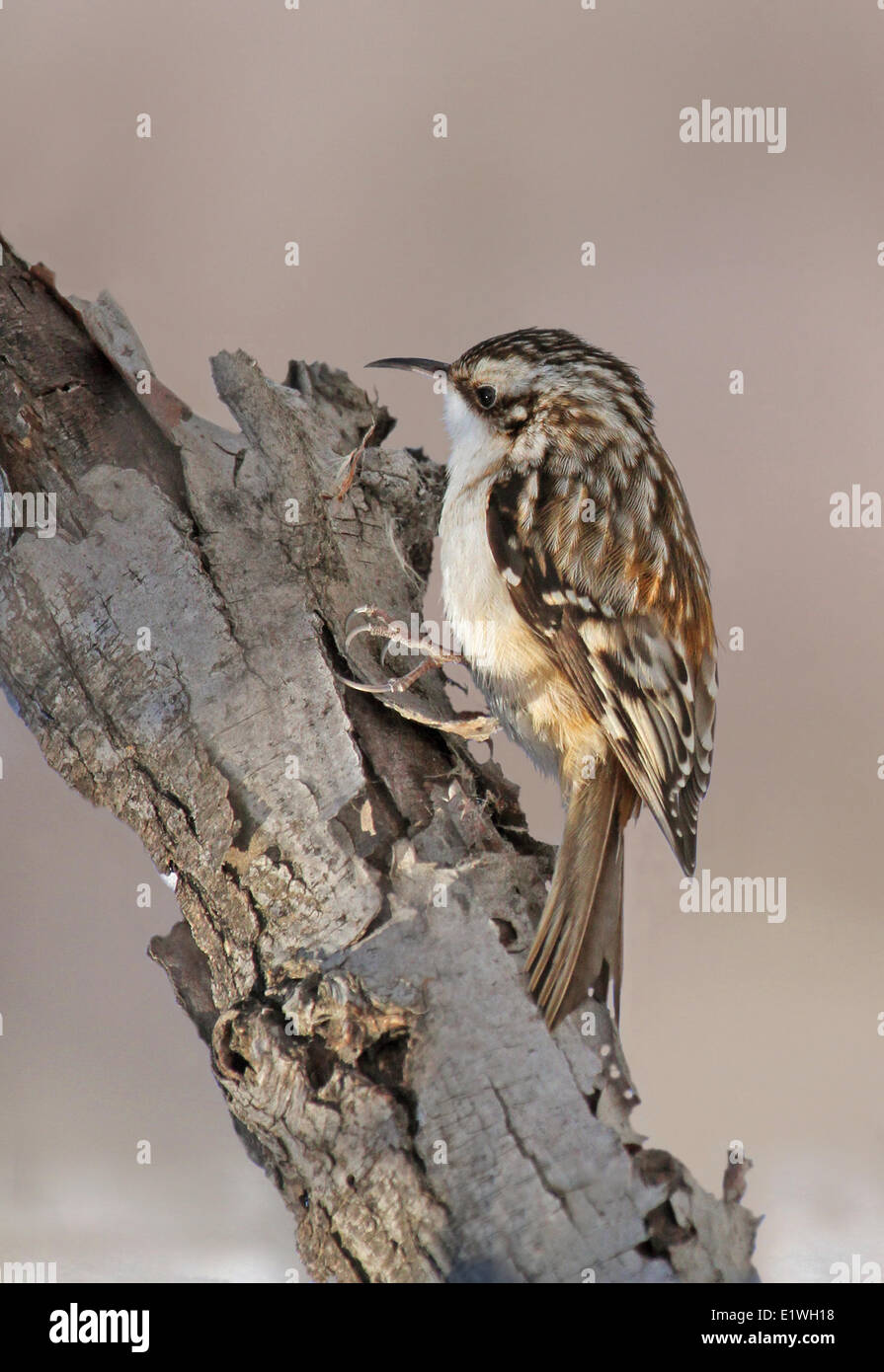 Tree creeper climbing in hi-res stock photography and images - Alamy