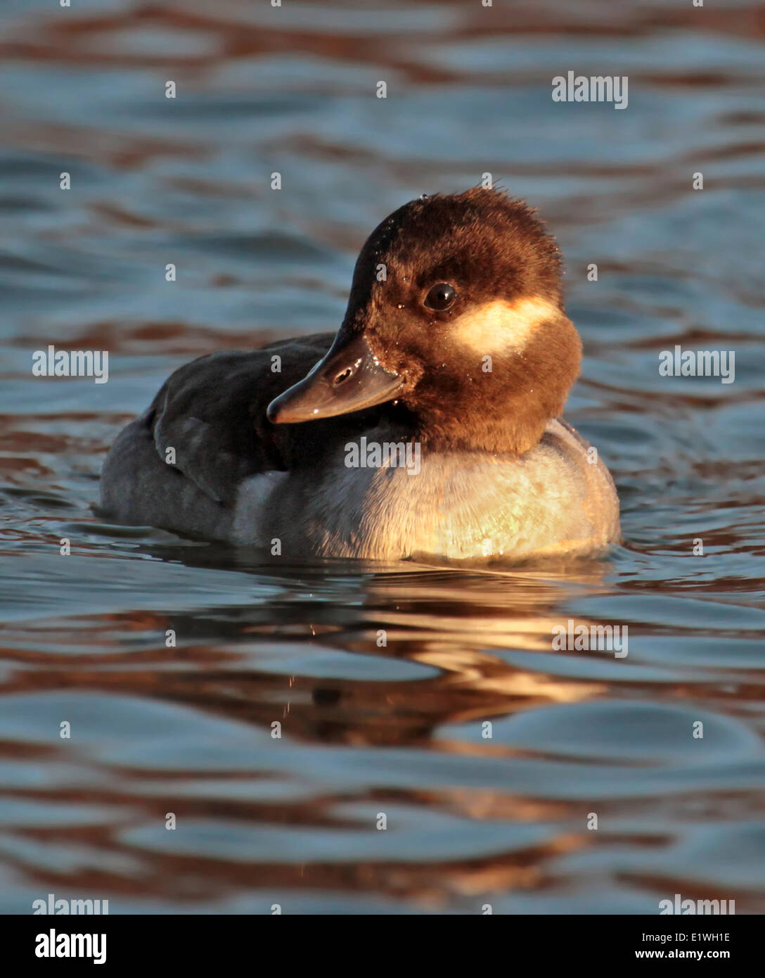 Bucephala albeola hi-res stock photography and images - Alamy