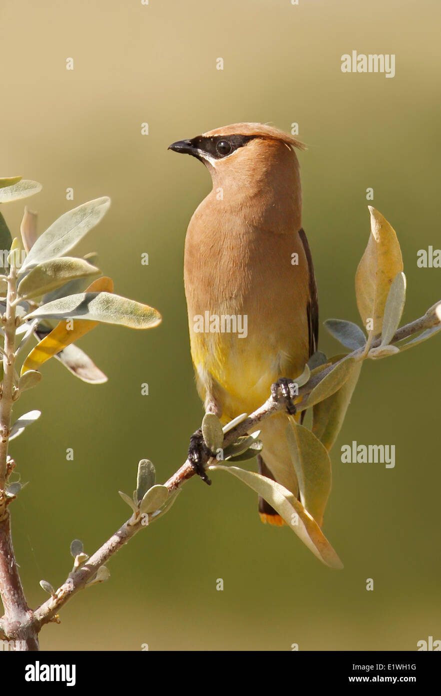Wolf of the willow hi-res stock photography and images - Alamy