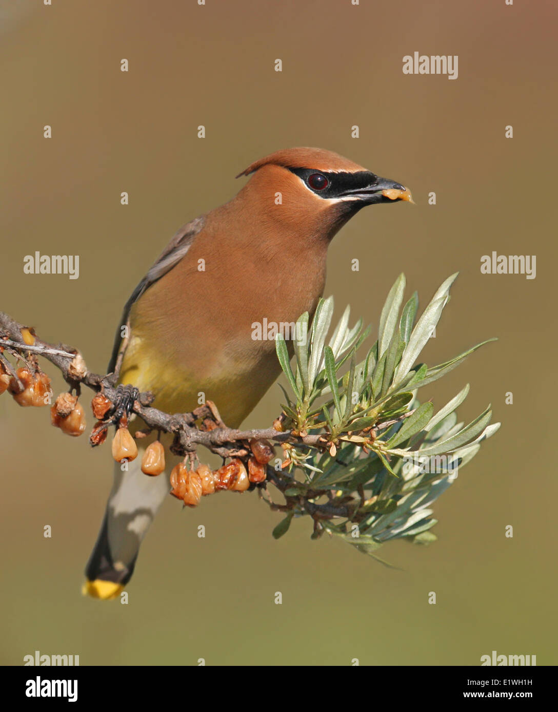 A Cedar Waxwing, Bombycilla cedrorum, eating Sea Buckthorn berries , in ...
