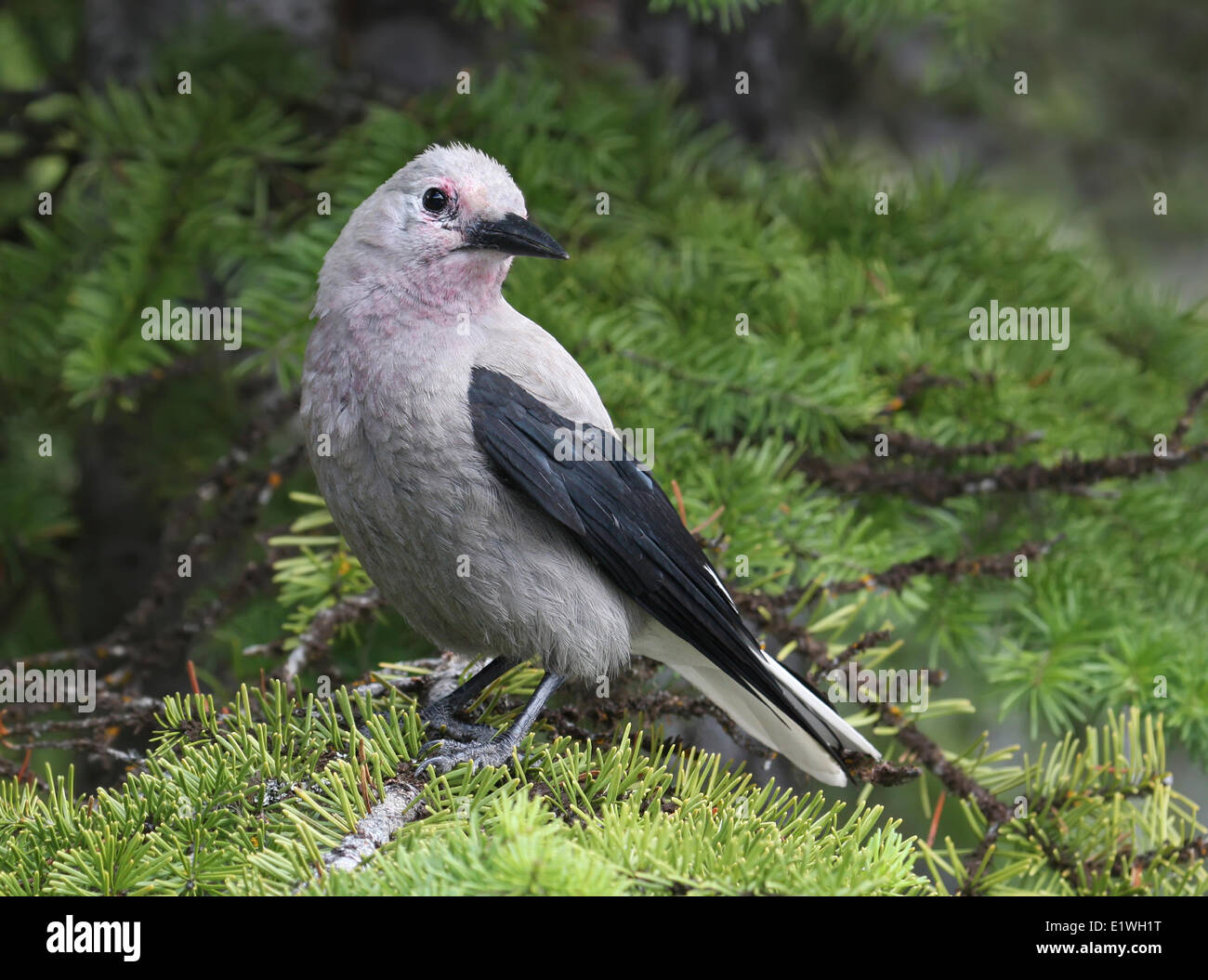Clarks tree hi-res stock photography and images - Alamy