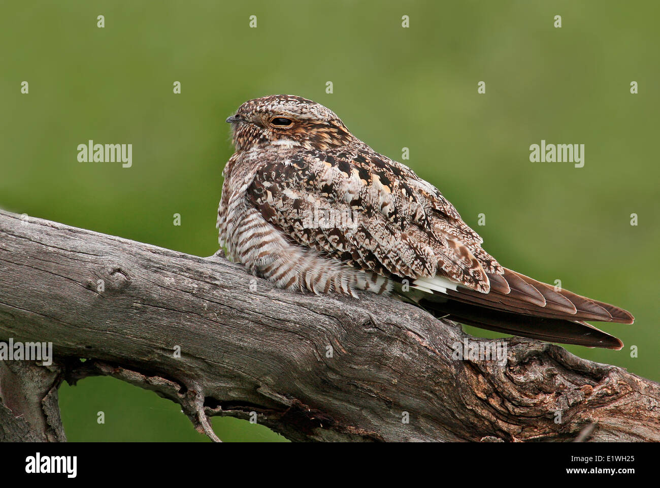 A Common Nighthawk, Chordeiles minor, perched on a tree branch at ...