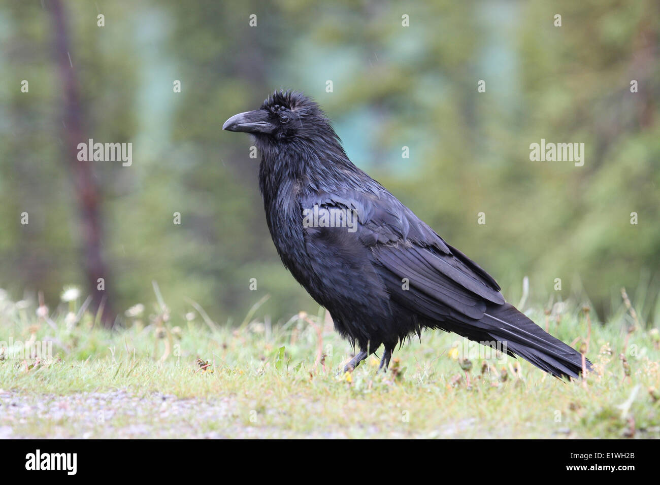 Raven in national park hi-res stock photography and images - Alamy
