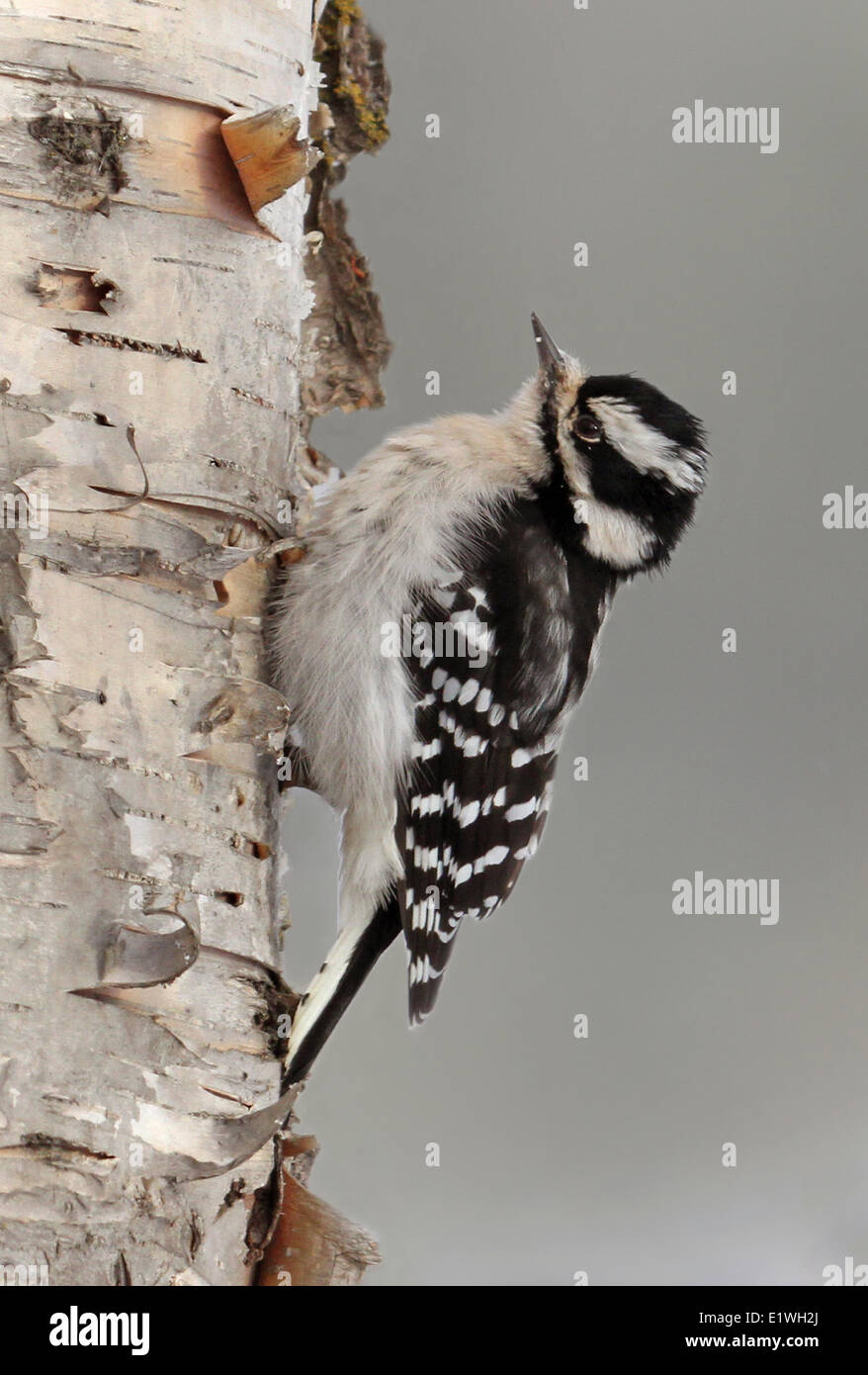 Downy Woodpecker, female, Picoides pubescens, Perched on a tree in ...
