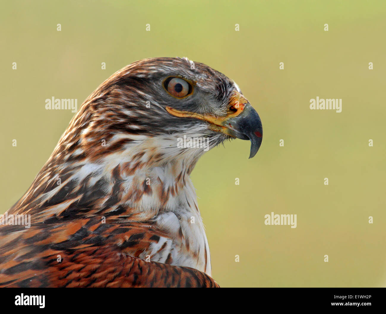 Ferruginous Hawk, Buteo regalis, perched on a fence post at Grasslands ...