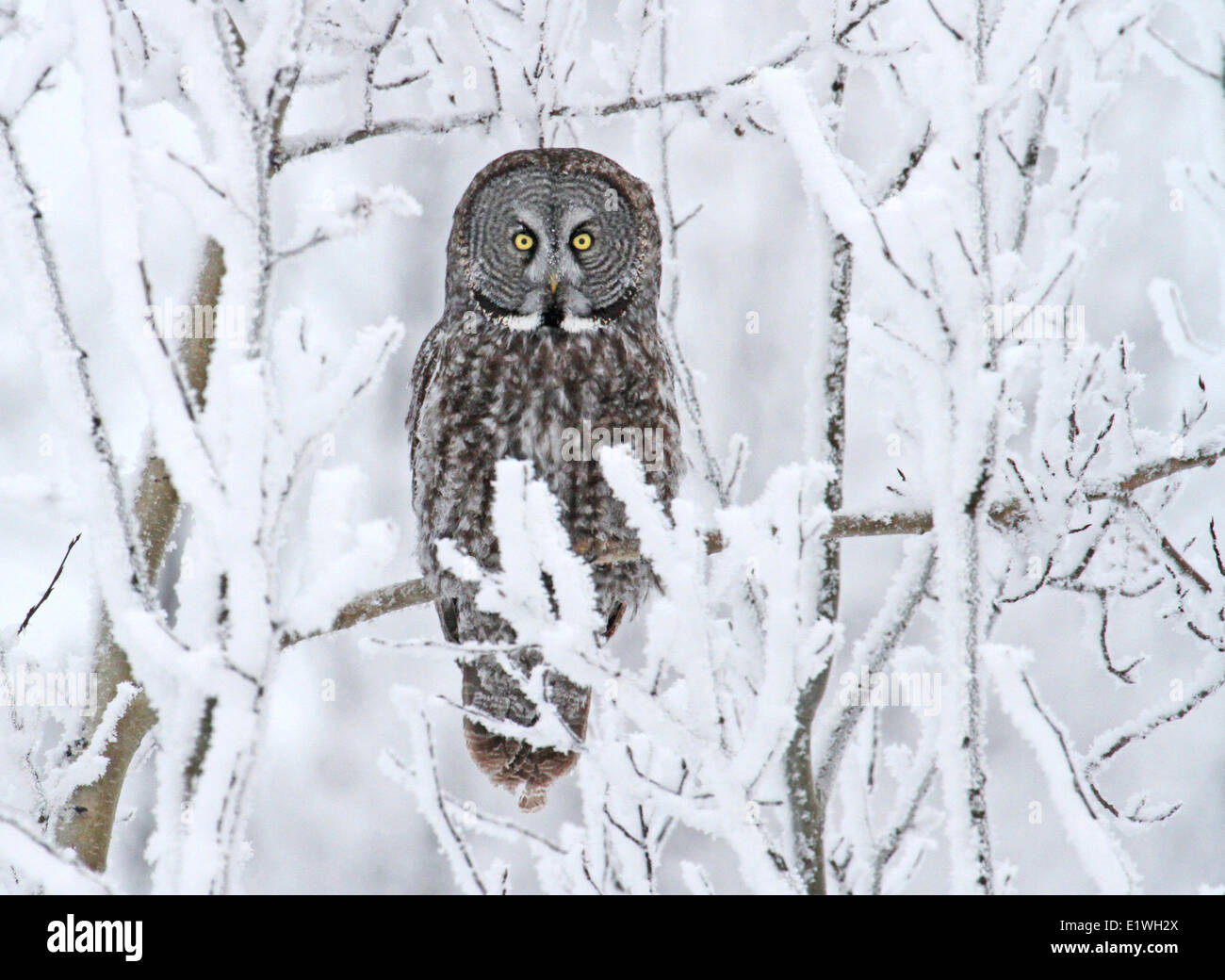 Owl High Resolution Stock Photography and Images - Alamy