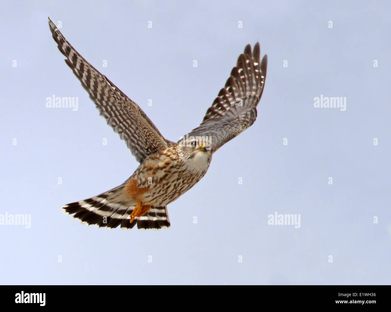 Female Merlin Falcon Flying