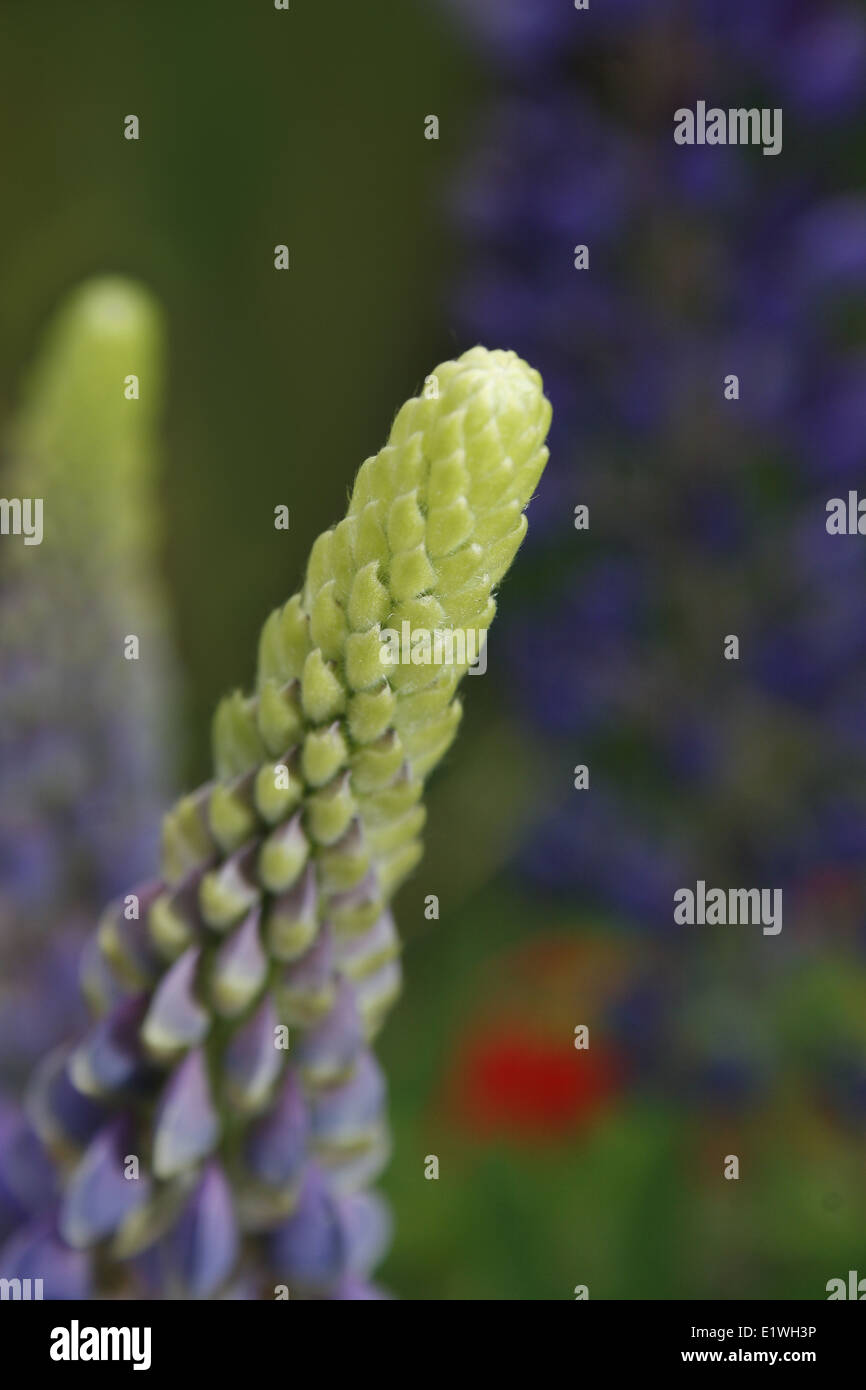 close up image of purple lupin flower spike Stock Photo - Alamy