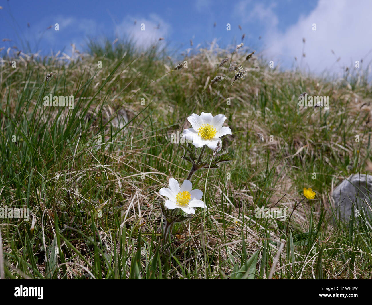 white yellow Alpine flower in bloom Stock Photo - Alamy