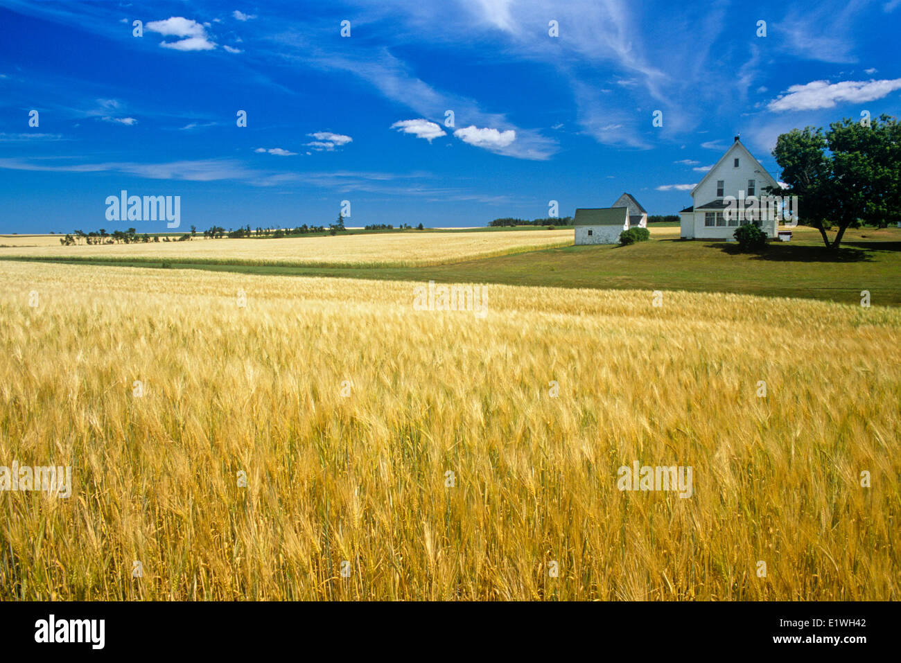 Grainfield and farmhouse, Kensington, Prince Edward Island, Canada ...