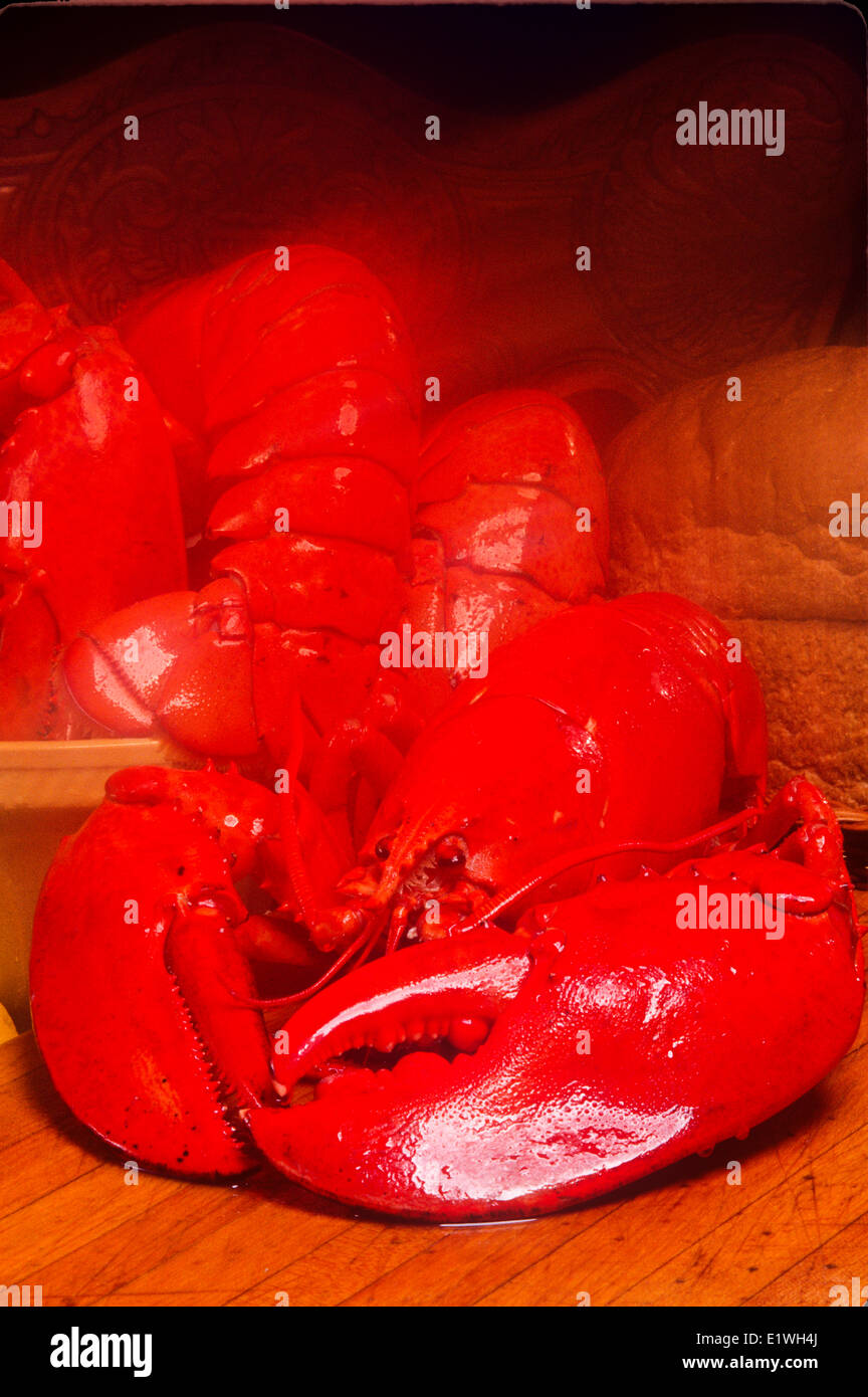 Seafood animals hi-res stock photography and images - Alamy