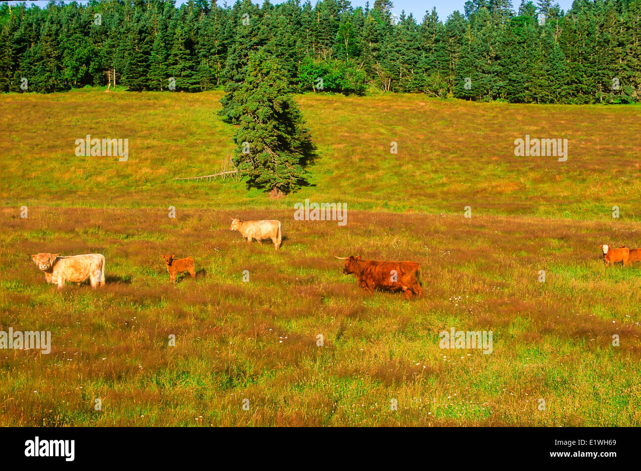 Scottish Highland cattle, Prince Edward Island, Canada Stock Photo - Alamy