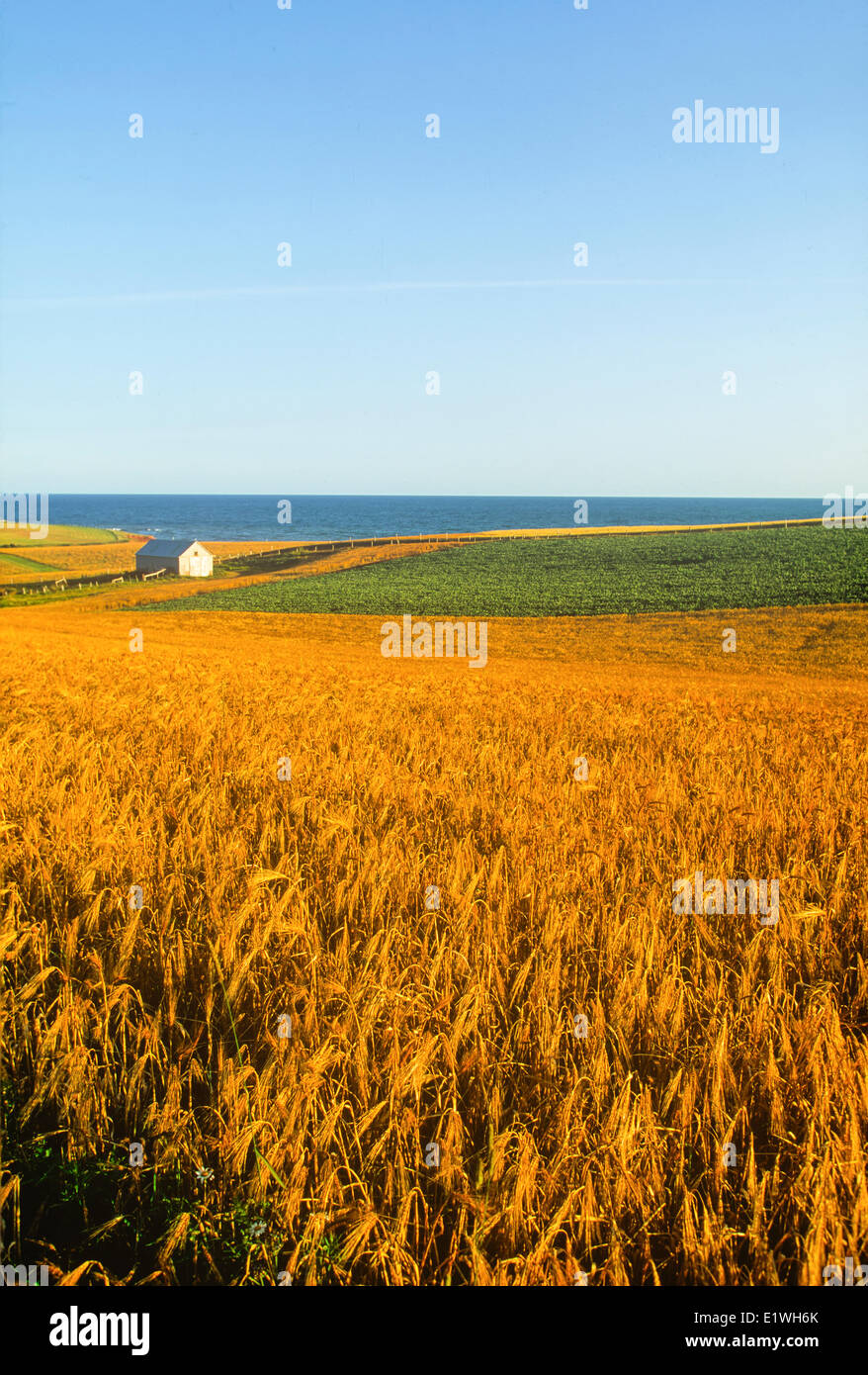 Grainfield, Park Corner, Prince Edward Island, Canada Stock Photo - Alamy