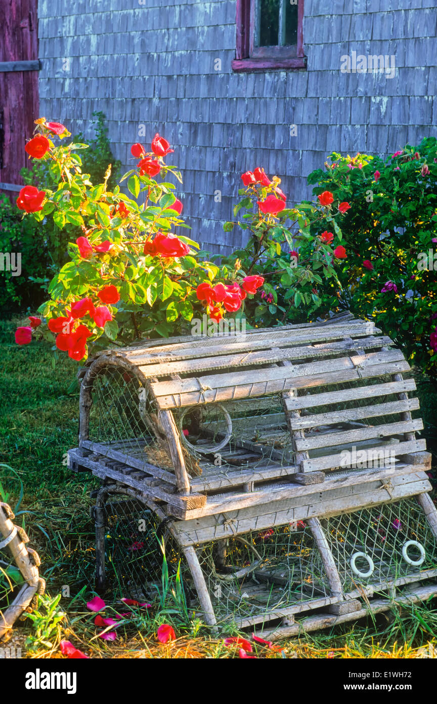 Roses and lobster traps, Caledonia, Prince Edward Island, Canada Stock ...