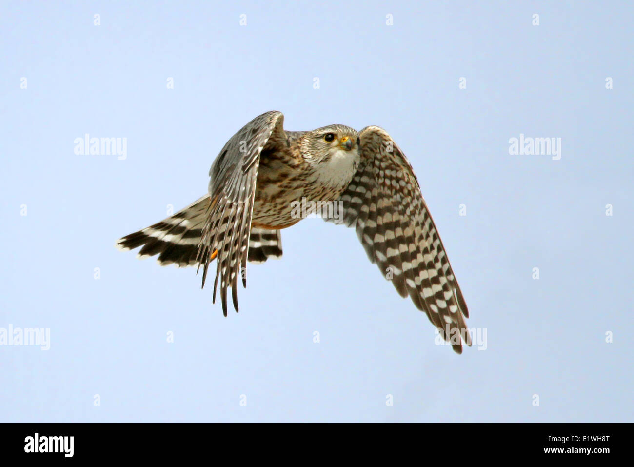 Merlin In Flight Bird High Resolution Stock Photography and Images - Alamy