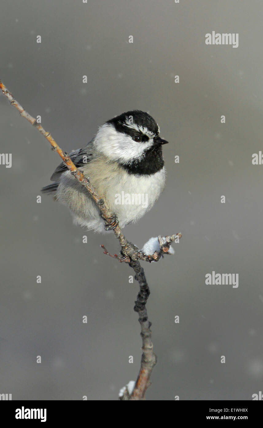 Mountain chickadee in snow hi-res stock photography and images - Alamy