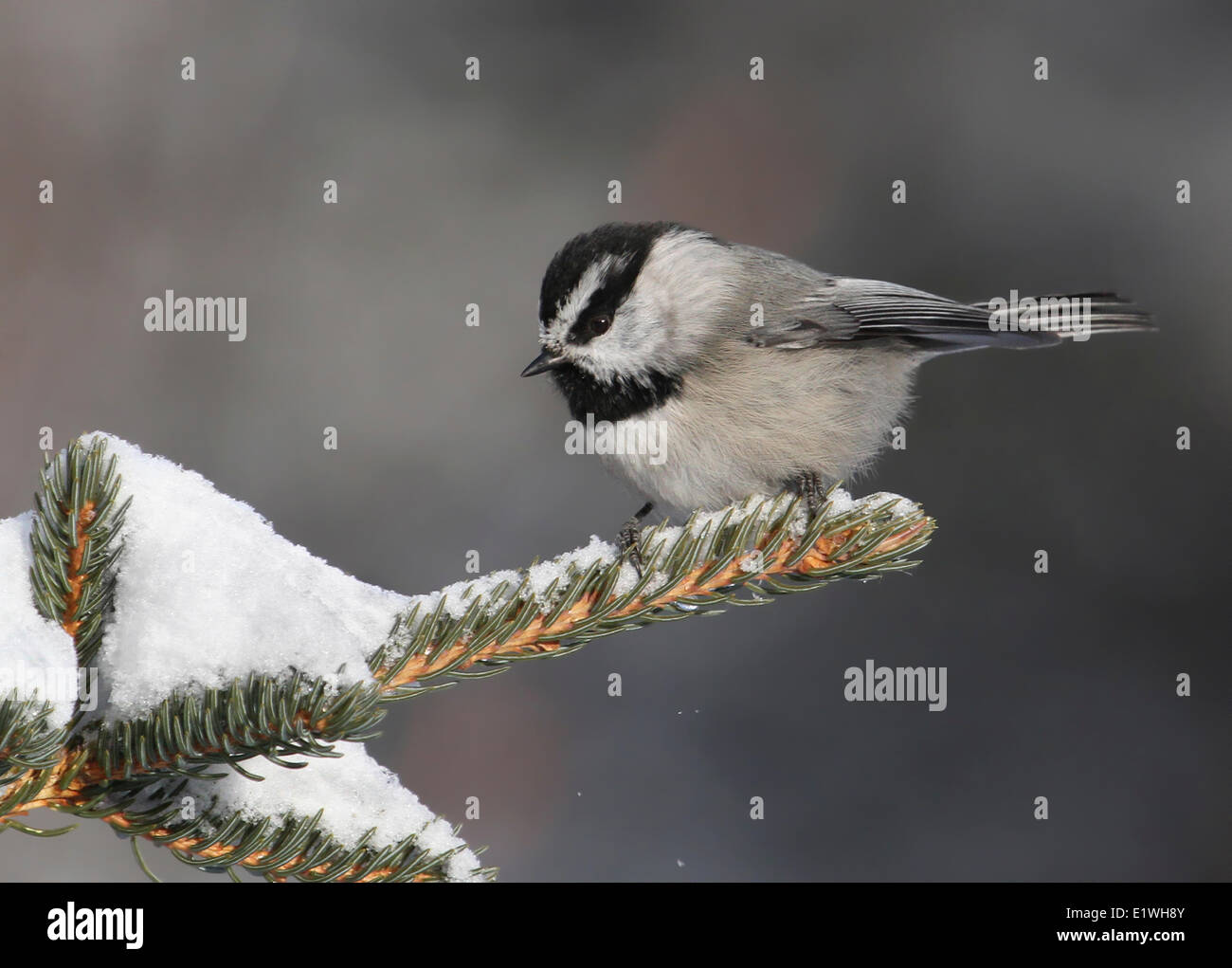 Chickadee perched in a spruce tree hi-res stock photography and images ...
