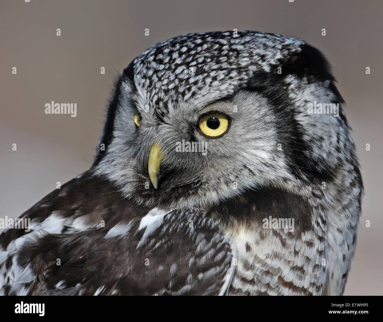 A Northern Hawk Owl, Surnia ulula, at Prince Albert National Park ...