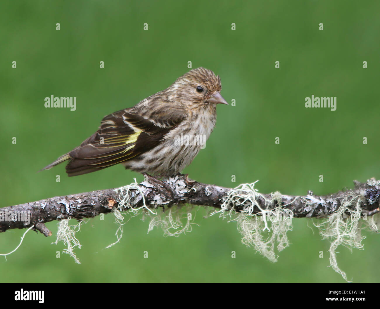 Covered in birds hi-res stock photography and images - Alamy