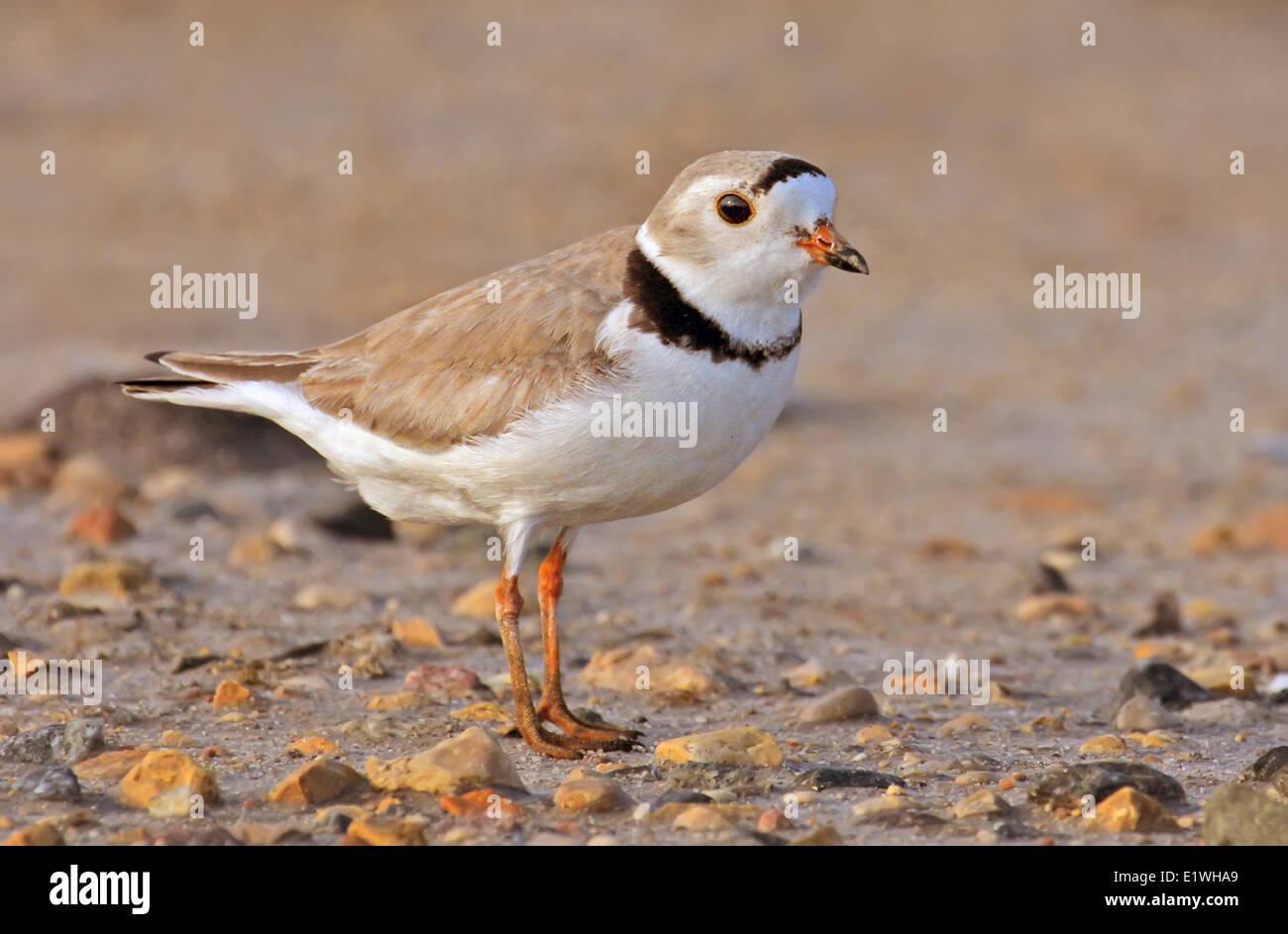 Piping Plover, Charadrius melodus, on a beach in Saskatchewan, Canada ...
