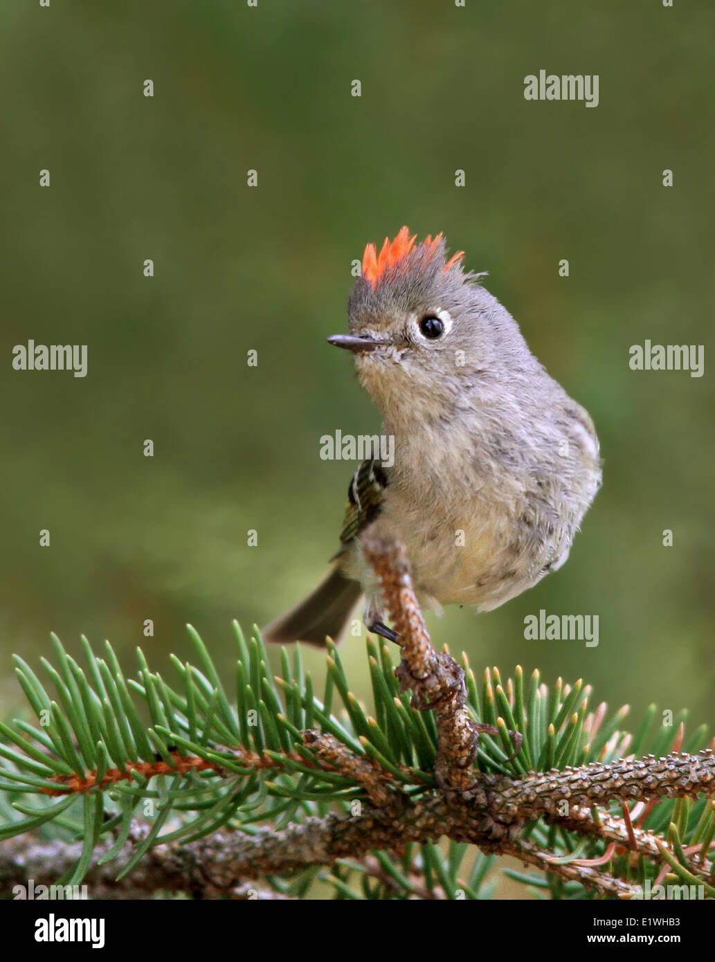 Ruby-crowned Kinglet, Regulus calendula, perched, displaying on a ...