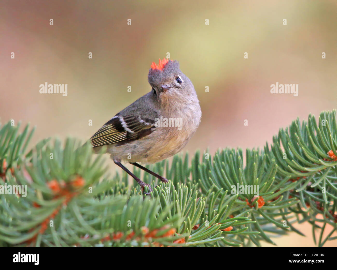 Ruby-crowned Kinglet, Regulus calendula, singing, on a spruce tree in ...
