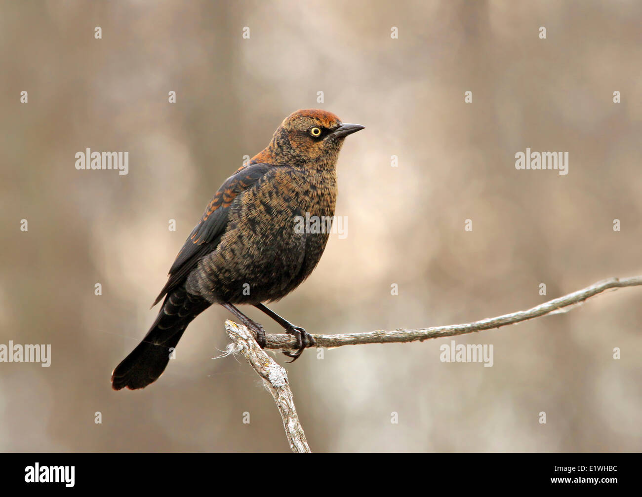 A Rusty Blackbird, Emberiza rustica, perched in a marsh in Saskatchewan ...