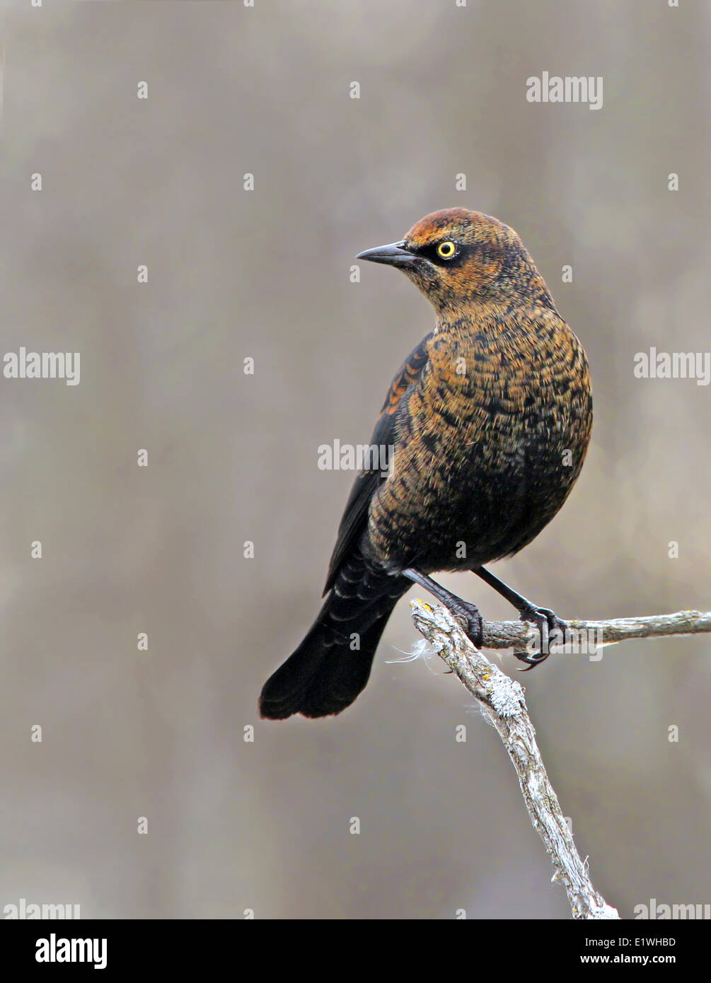 Rusty Blackbird, Emberiza rustica, perched in a marsh in Saskatchewan ...
