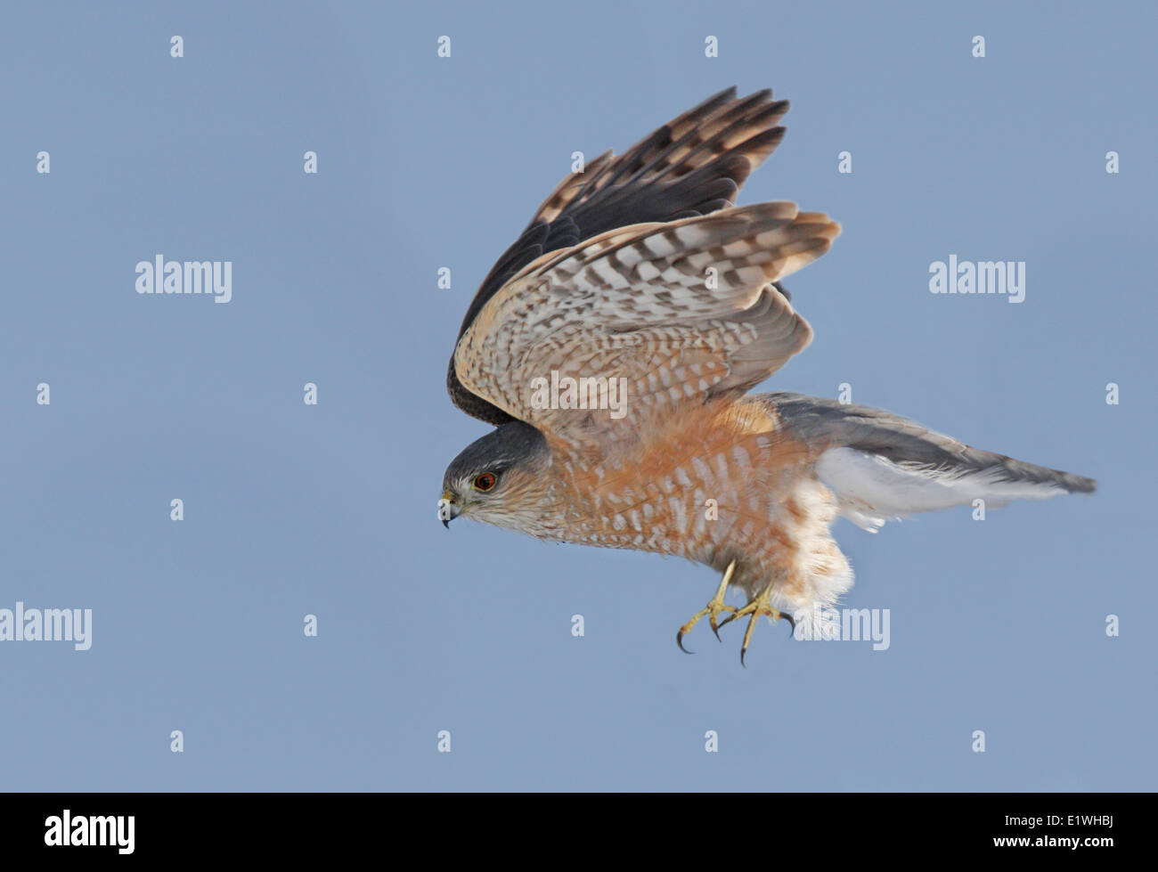 A Sharp-shinned Hawk, Accipiter striatus, in flight in Saskatchewan ...