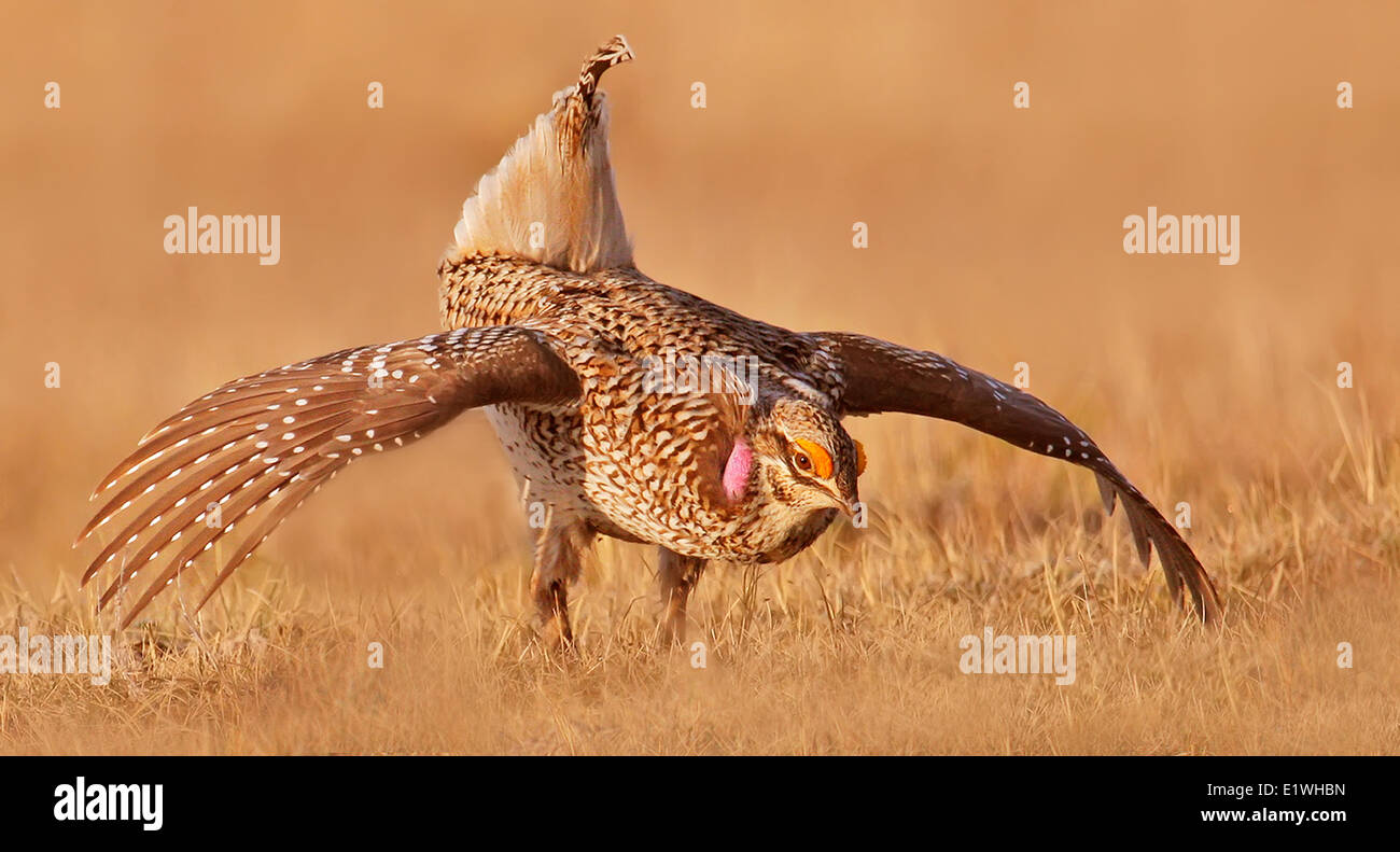 Sharp tailed grouse male close up hi-res stock photography and images ...