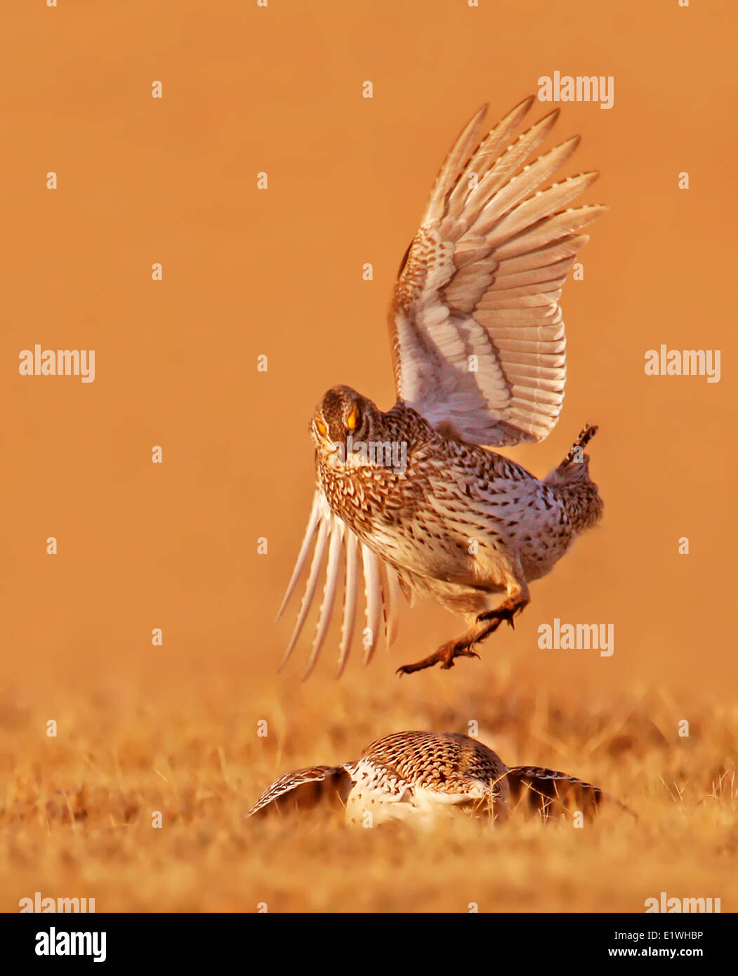 Sharp-tailed Grouse, Tympanuchus phasianellus, fighting for a mate in ...