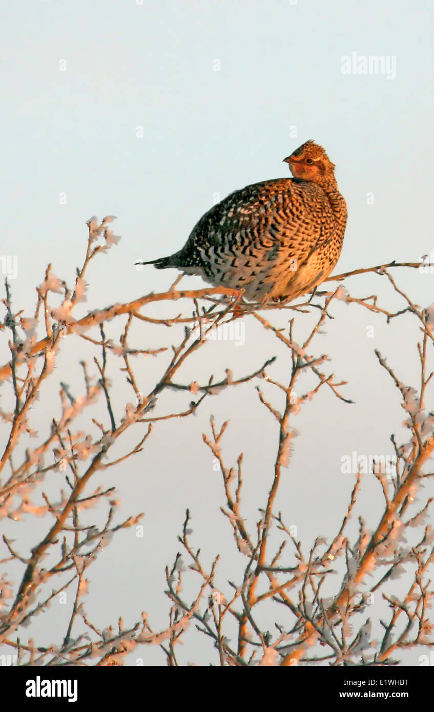 Sharp-tailed Grouse female, Tympanuchus phasianellus, perched during ...