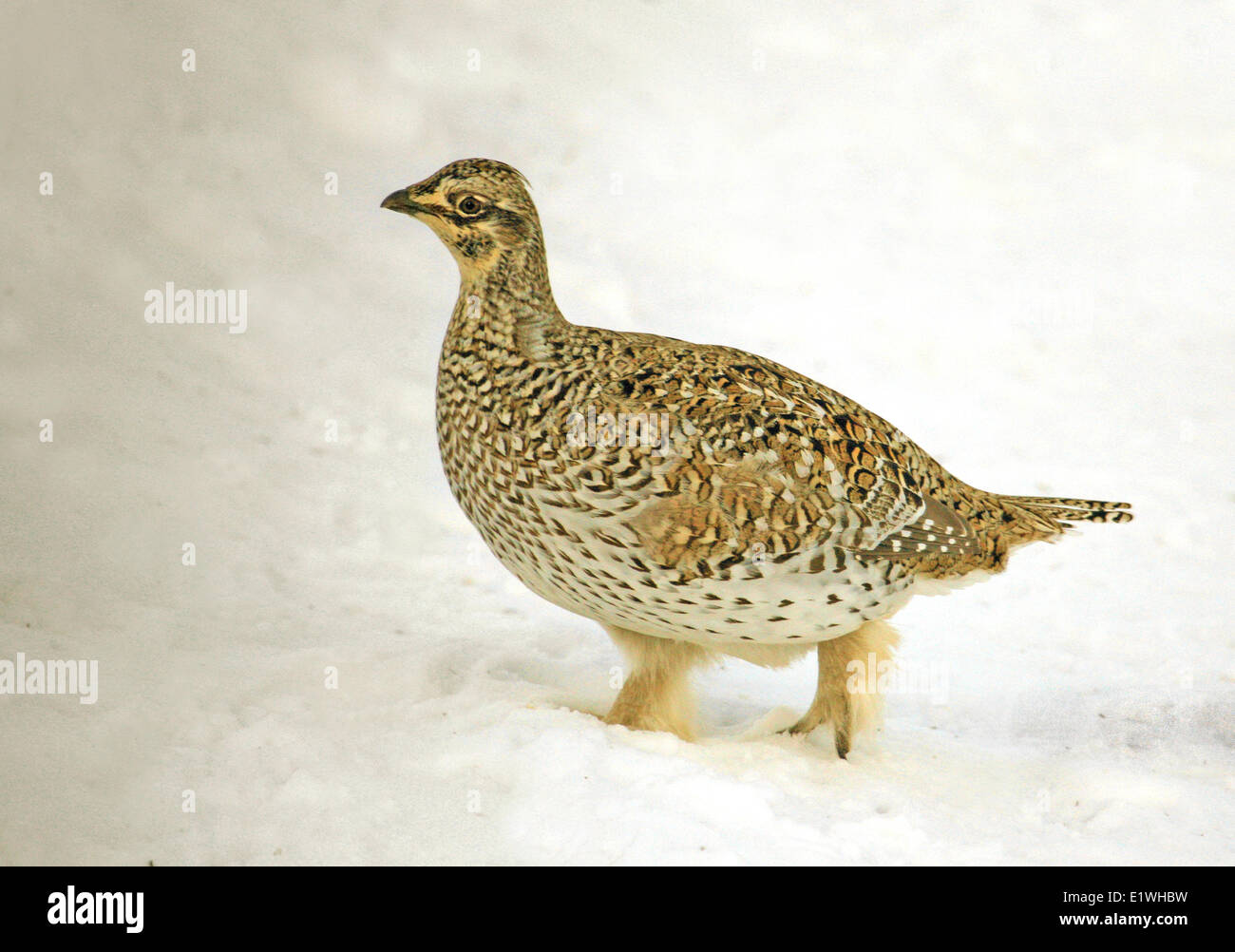 Sharp-tailed Grouse, Tympanuchus phasianellus, walking on the snow in ...