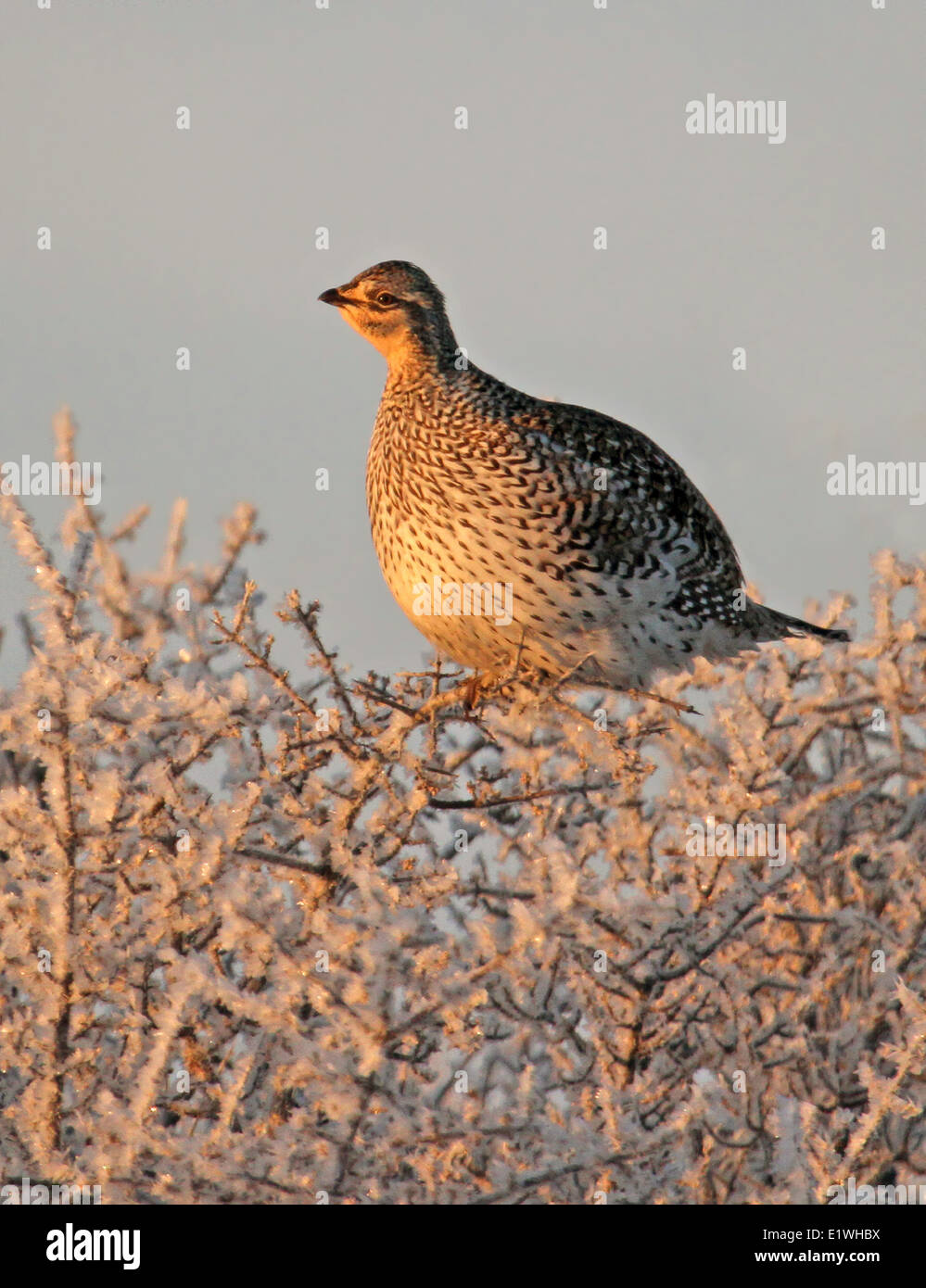Sharp-tailed Grouse , Tympanuchus phasianellus, perched on frosty tree ...