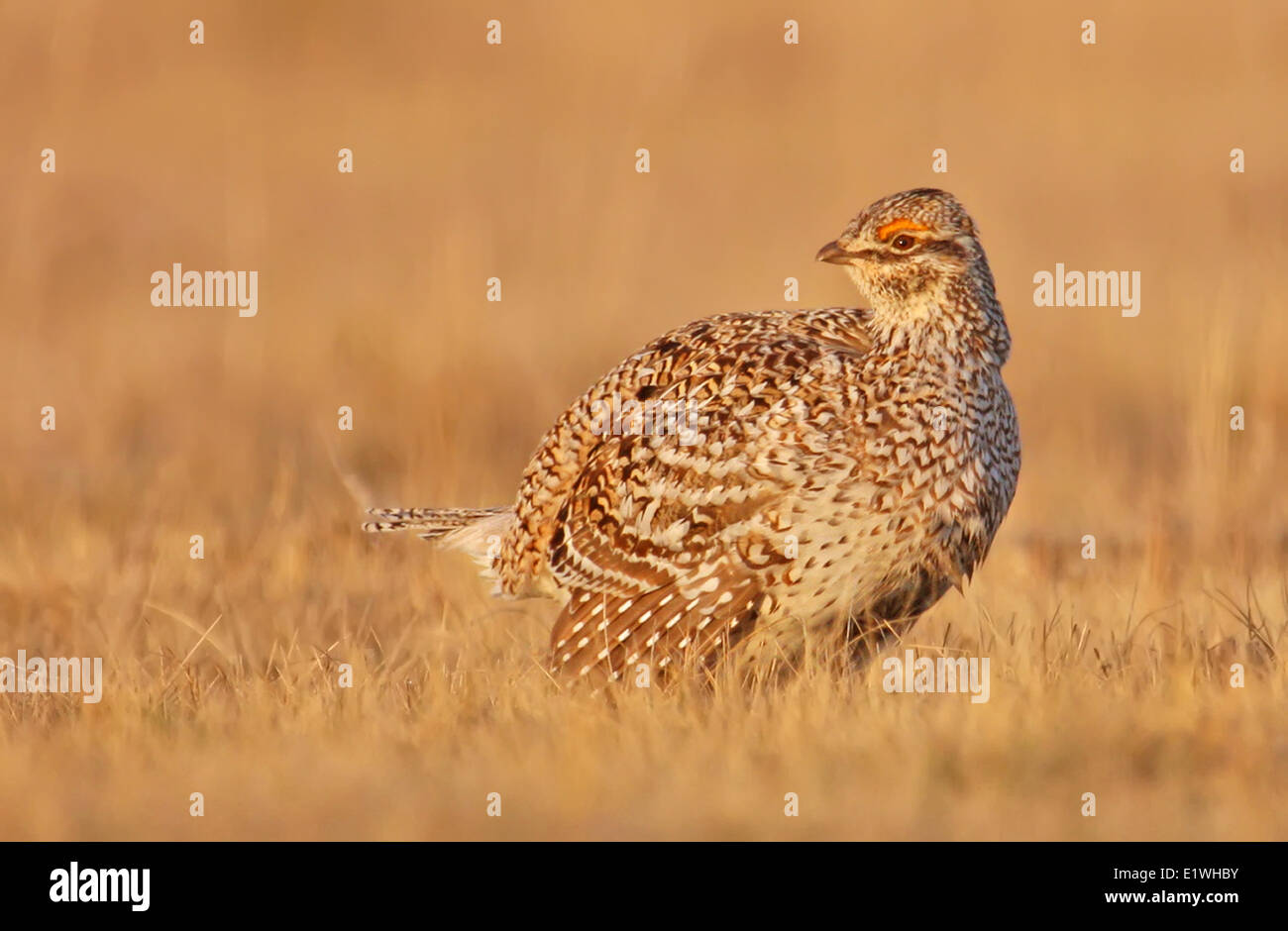 Sharp-tailed Grouse female, Tympanuchus phasianellus, sat in a field ...