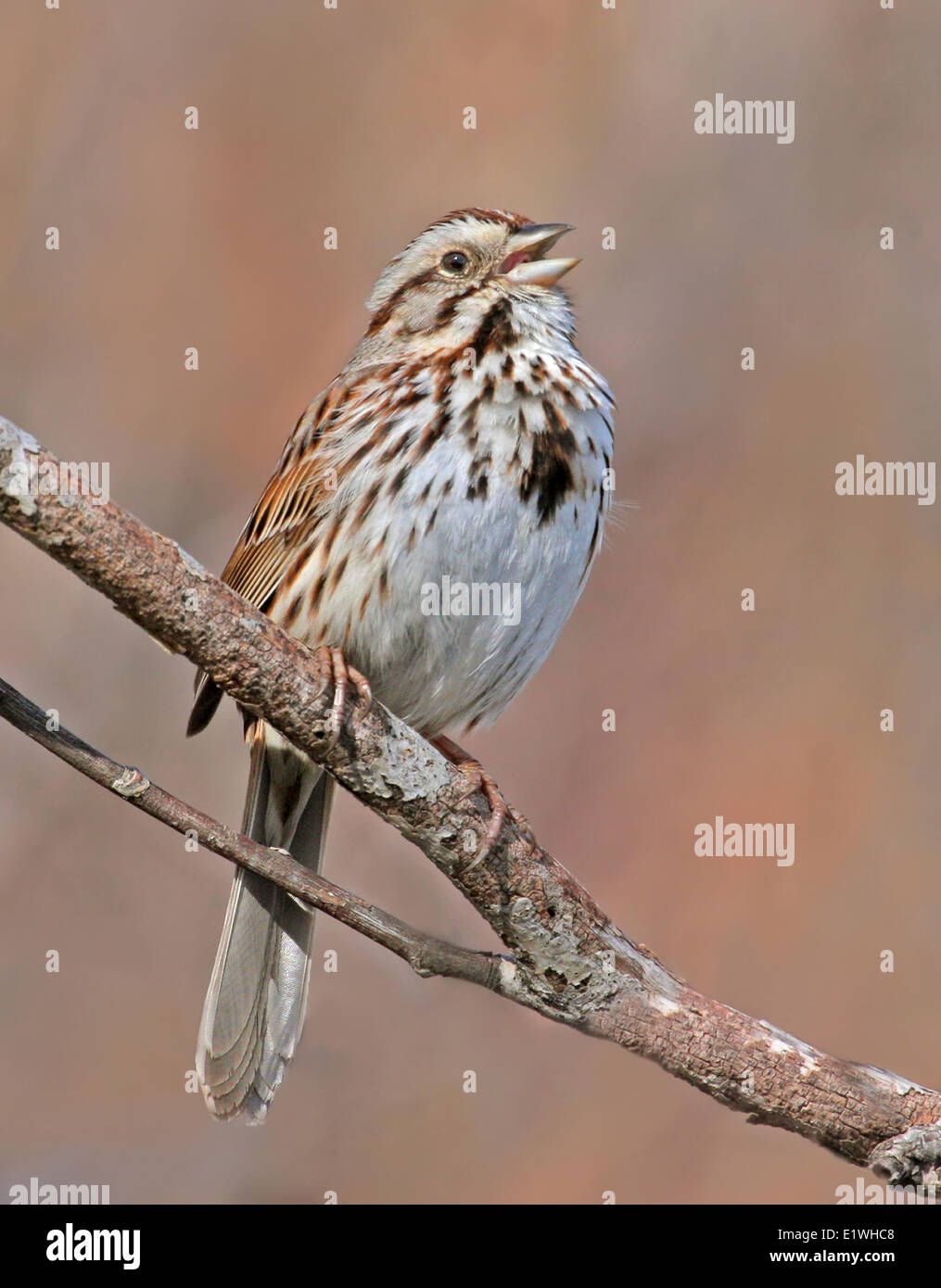 A Song Sparrow, Melospiza melodia, sings from a perch, in Saskatoon ...