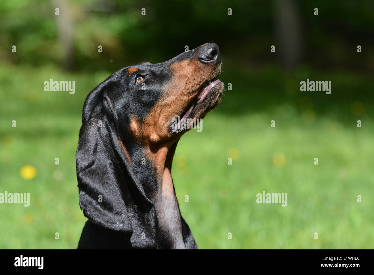 black and tan coonhound portrait - male puppy Stock Photo - Alamy