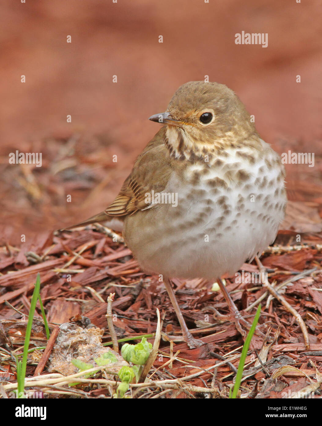 A Swainson's Thrush, Catharus ustulatus, in a Saskatchewan backyard ...