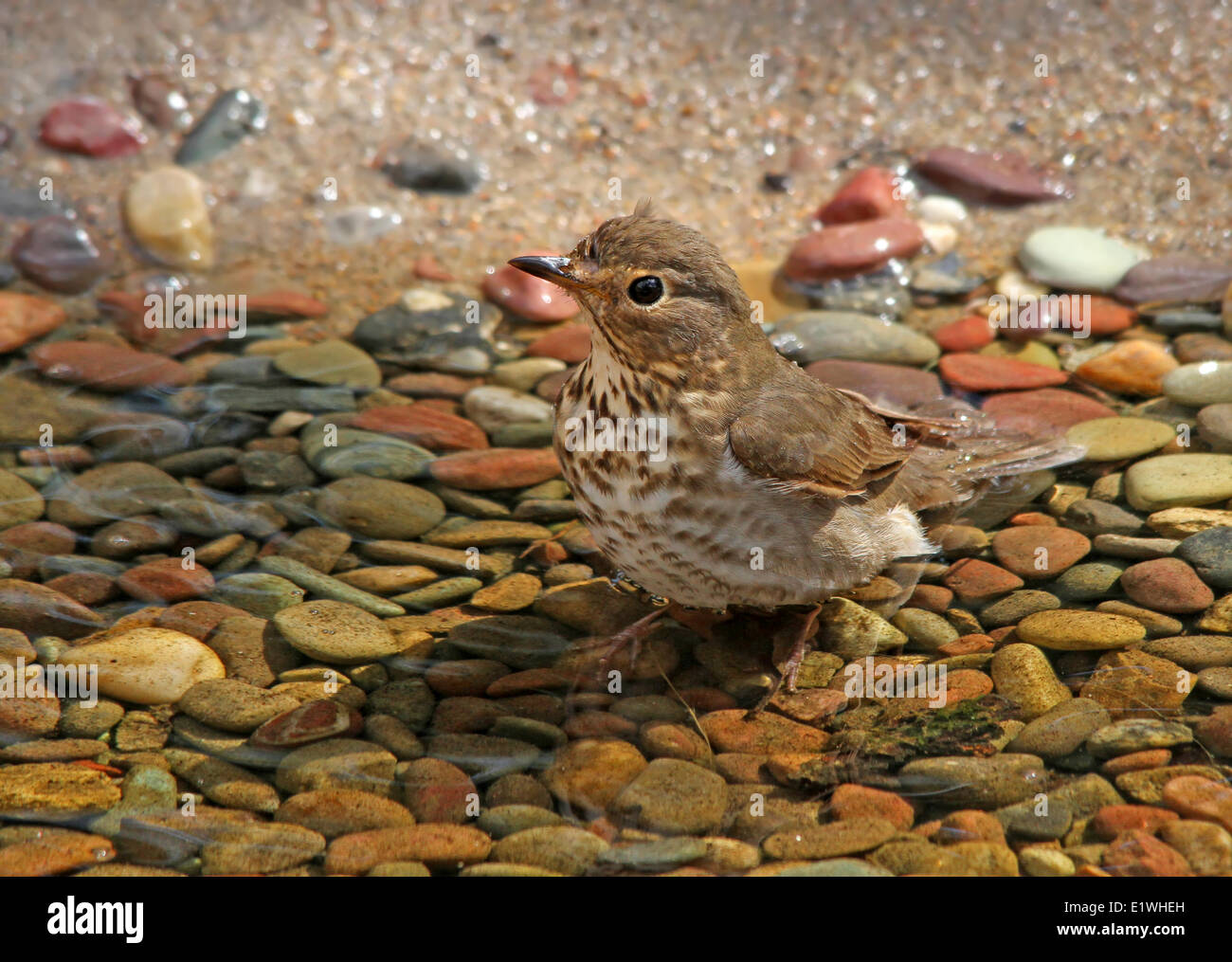 Swainsons thrush wading in pond saskatchewan hi-res stock photography ...