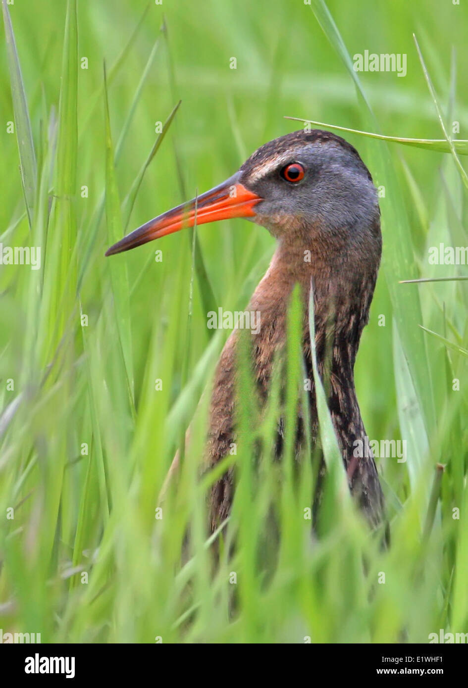 A Virginia Rail, Rallus limicola, in a marsh at Goose Lake ...