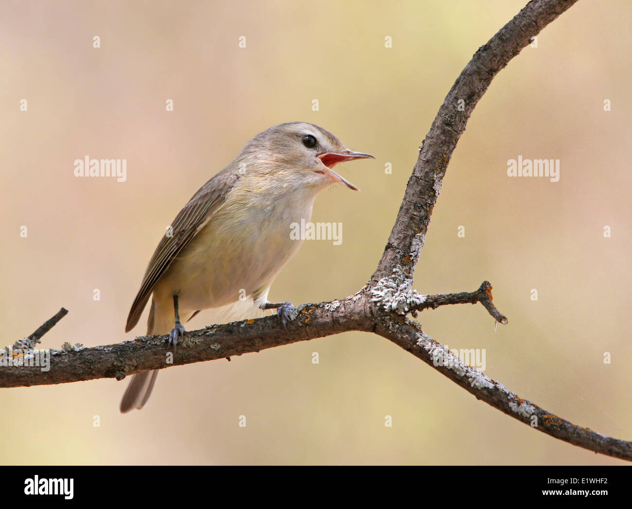 Singing From A Branch In Saskatoon Hi Res Stock Photography And Images