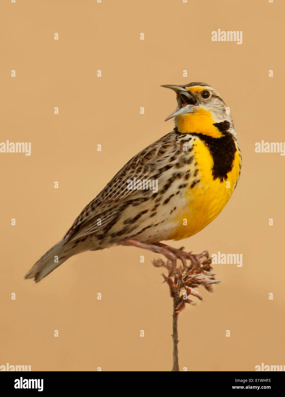 Meadowlar hi-res stock photography and images - Alamy