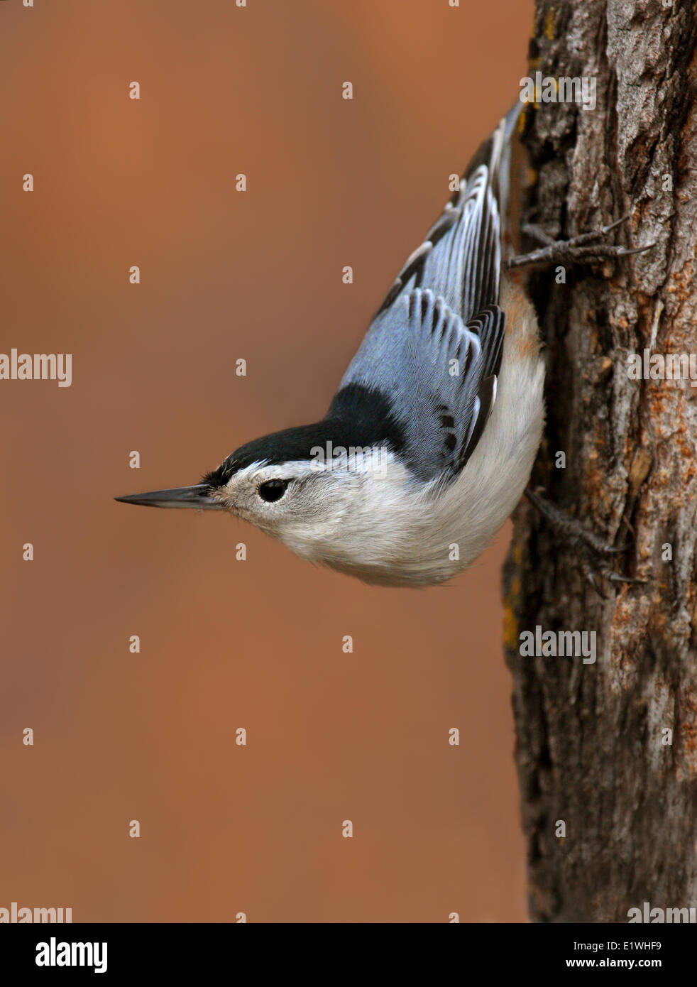 Tree climbing birds hi-res stock photography and images - Alamy