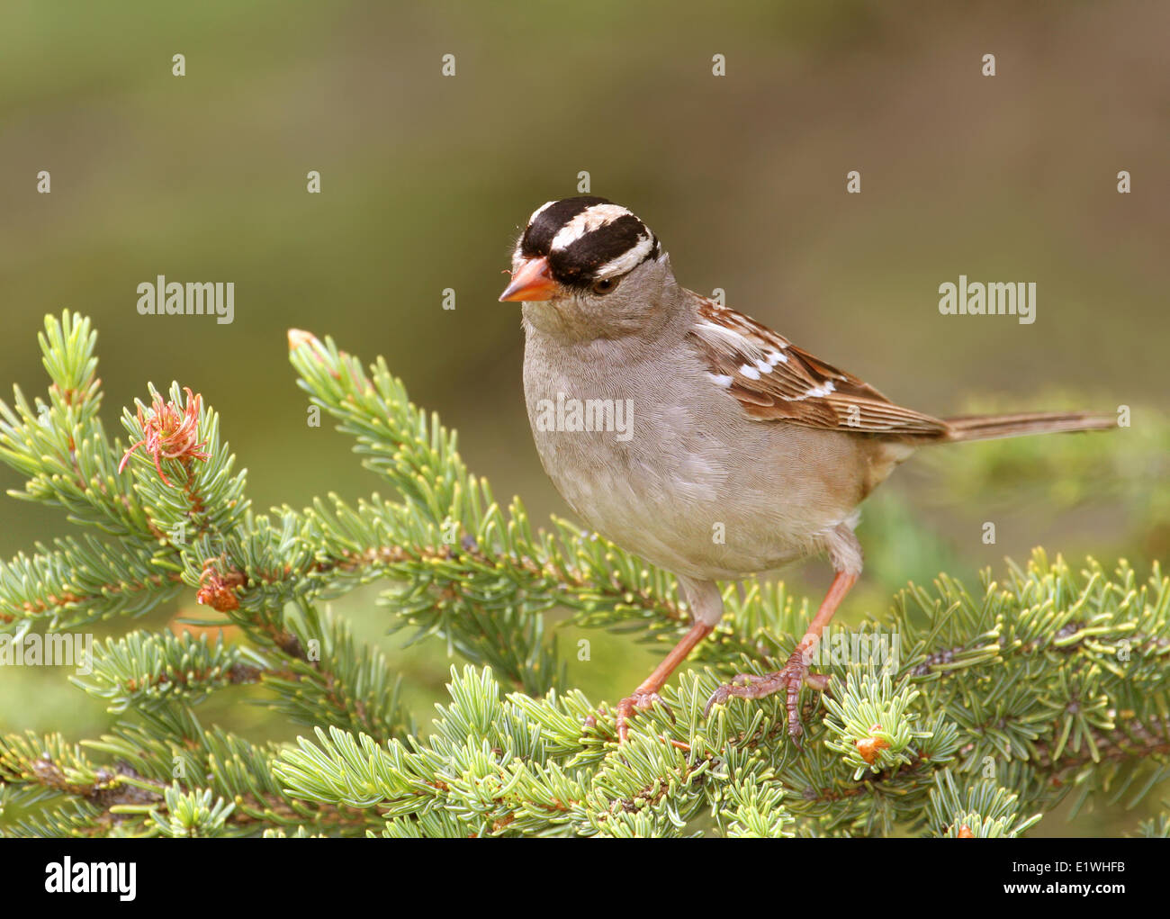 A White-crowned Sparrow, Zonotrichia leucophrys, perched on a spruce ...