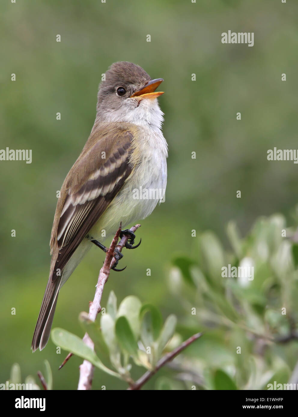 Willow Flycatcher Flying