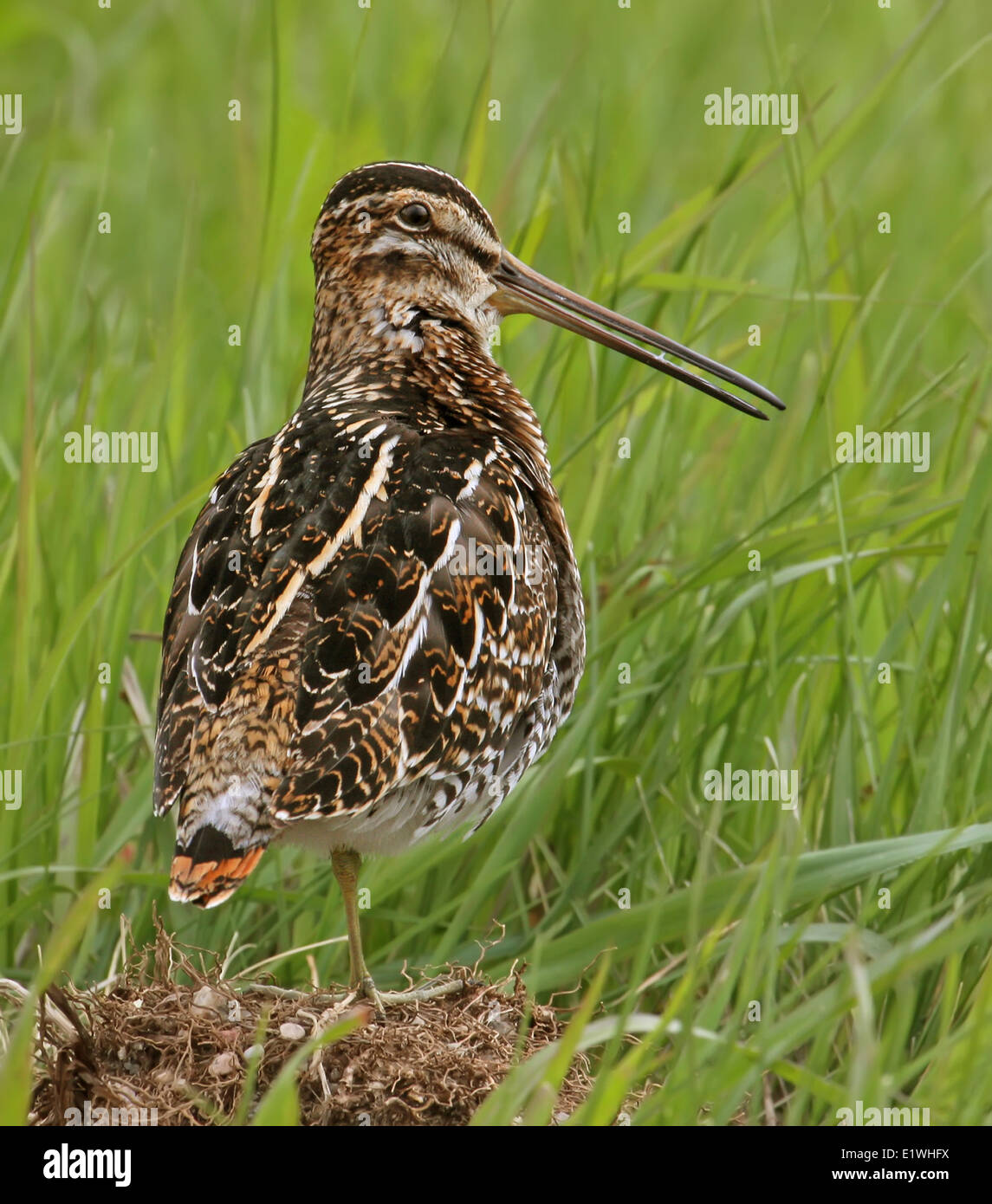 A Wilson's Snipe, Gallinago delicata, in a marsh at Goose Lake ...