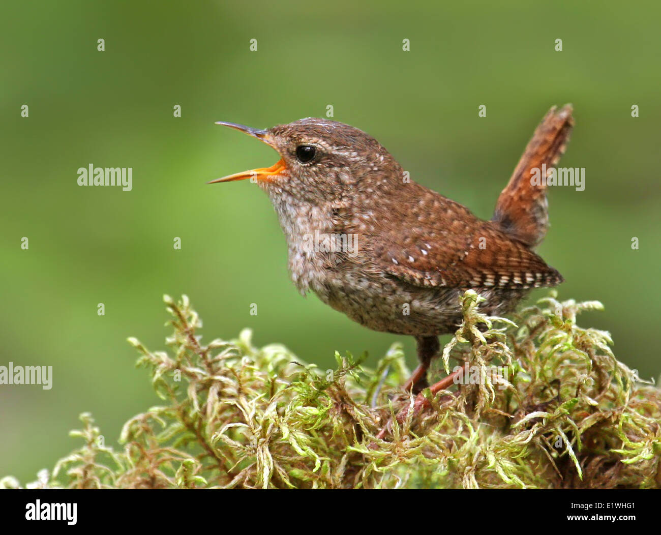 Sings from a mossy perch at prince albert national park hi-res stock ...